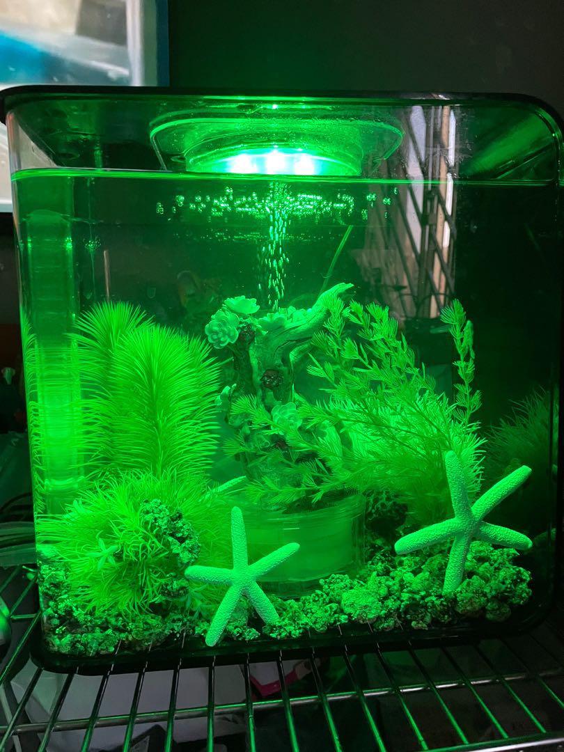 Biorb 15L flow fish tank, Pet Supplies, Homes & Other Pet Accessories ...