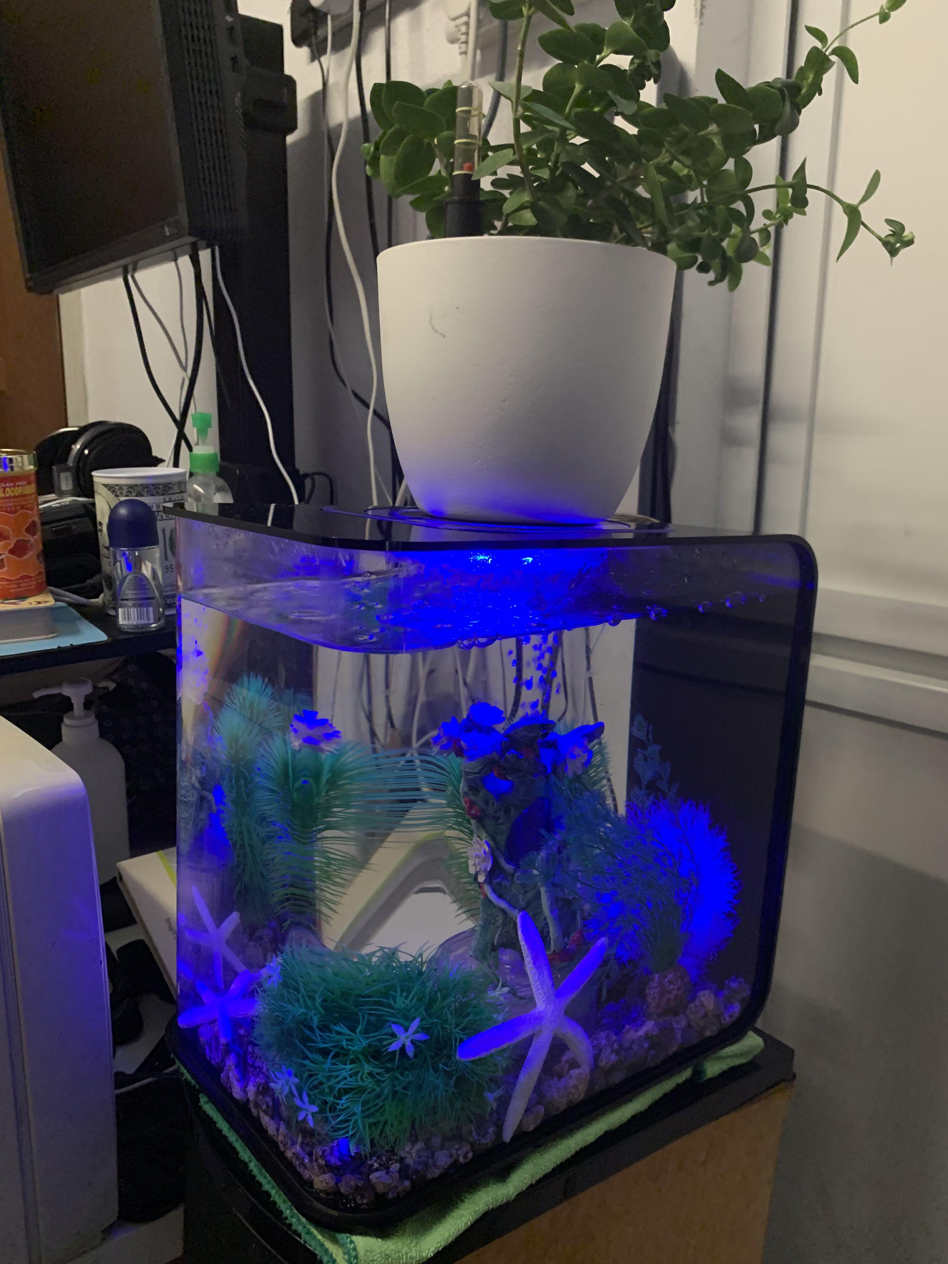 Biorb 15L flow fish tank, Pet Supplies, Homes & Other Pet Accessories ...