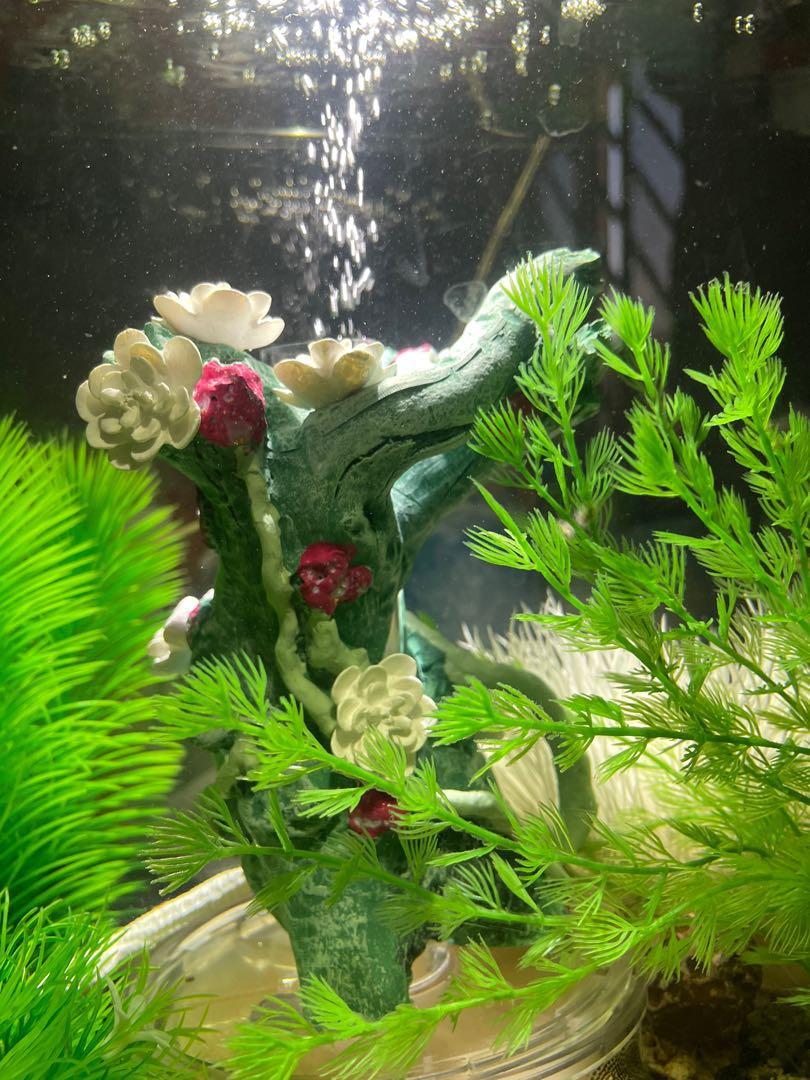 Biorb 15L flow fish tank, Pet Supplies, Homes & Other Pet Accessories ...