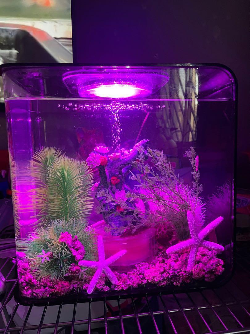 Biorb 15L flow fish tank, Pet Supplies, Homes & Other Pet Accessories ...