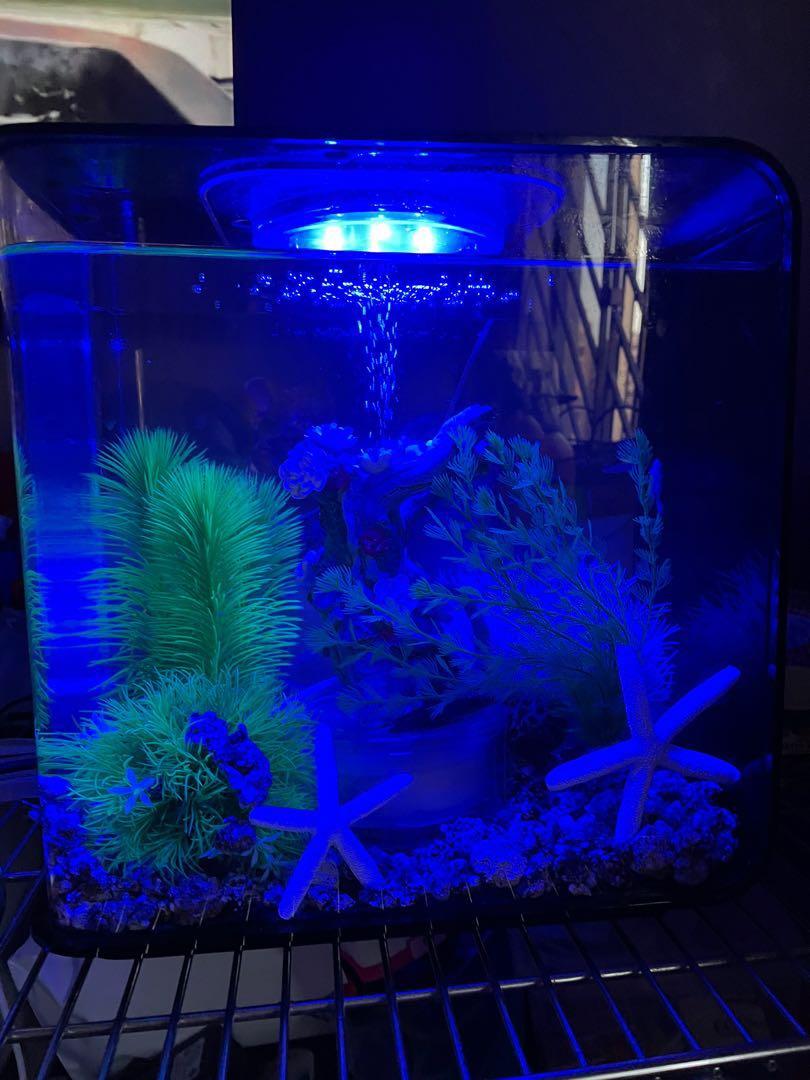 Biorb 15L flow fish tank, Pet Supplies, Homes & Other Pet Accessories ...