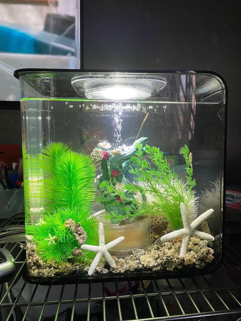 Biorb 15L flow fish tank, Pet Supplies, Homes & Other Pet Accessories ...