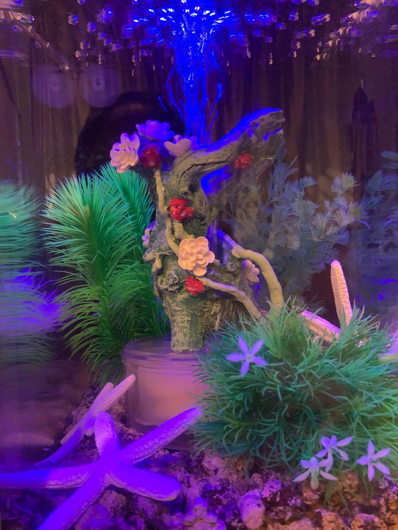 Biorb 15L flow fish tank, Pet Supplies, Homes & Other Pet Accessories ...