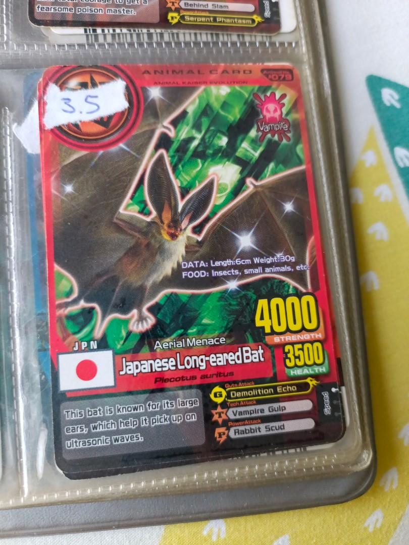 Japanese long eared bat, Everything Else on Carousell