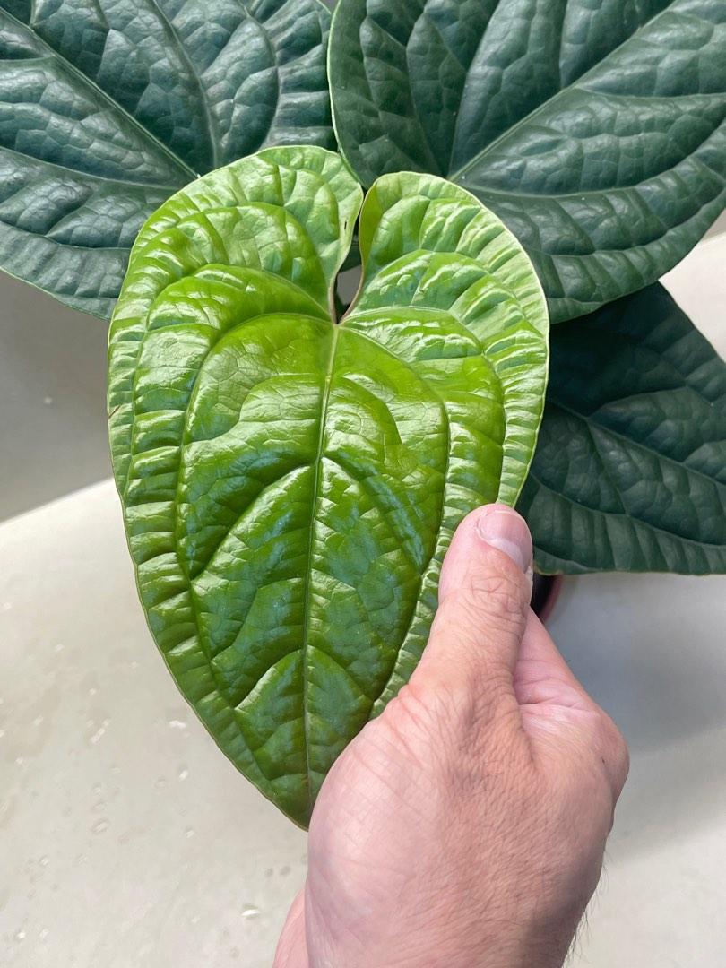 Anthurium Radicans, Furniture & Home Living, Gardening, Plants & Seeds ...