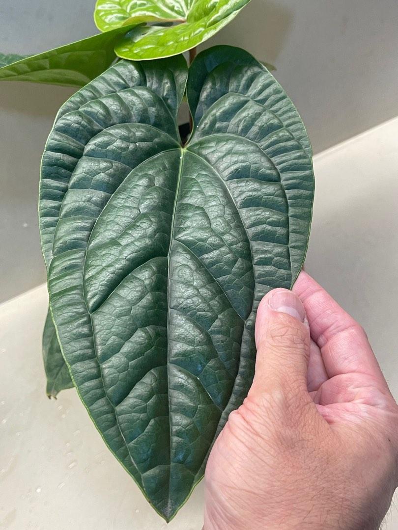 Anthurium Radicans, Furniture & Home Living, Gardening, Plants & Seeds ...