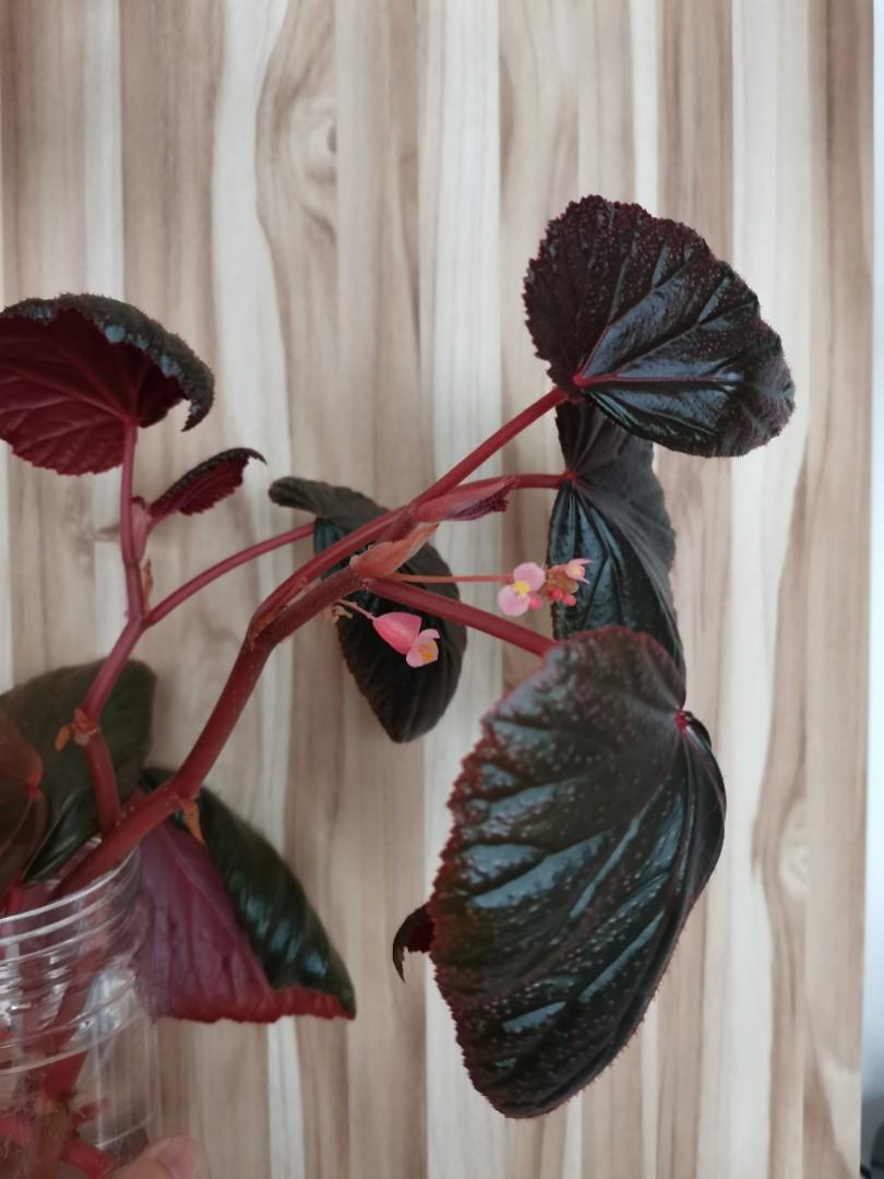 Begonia Burning Bush / Spider Plant, Furniture & Home Living, Gardening ...