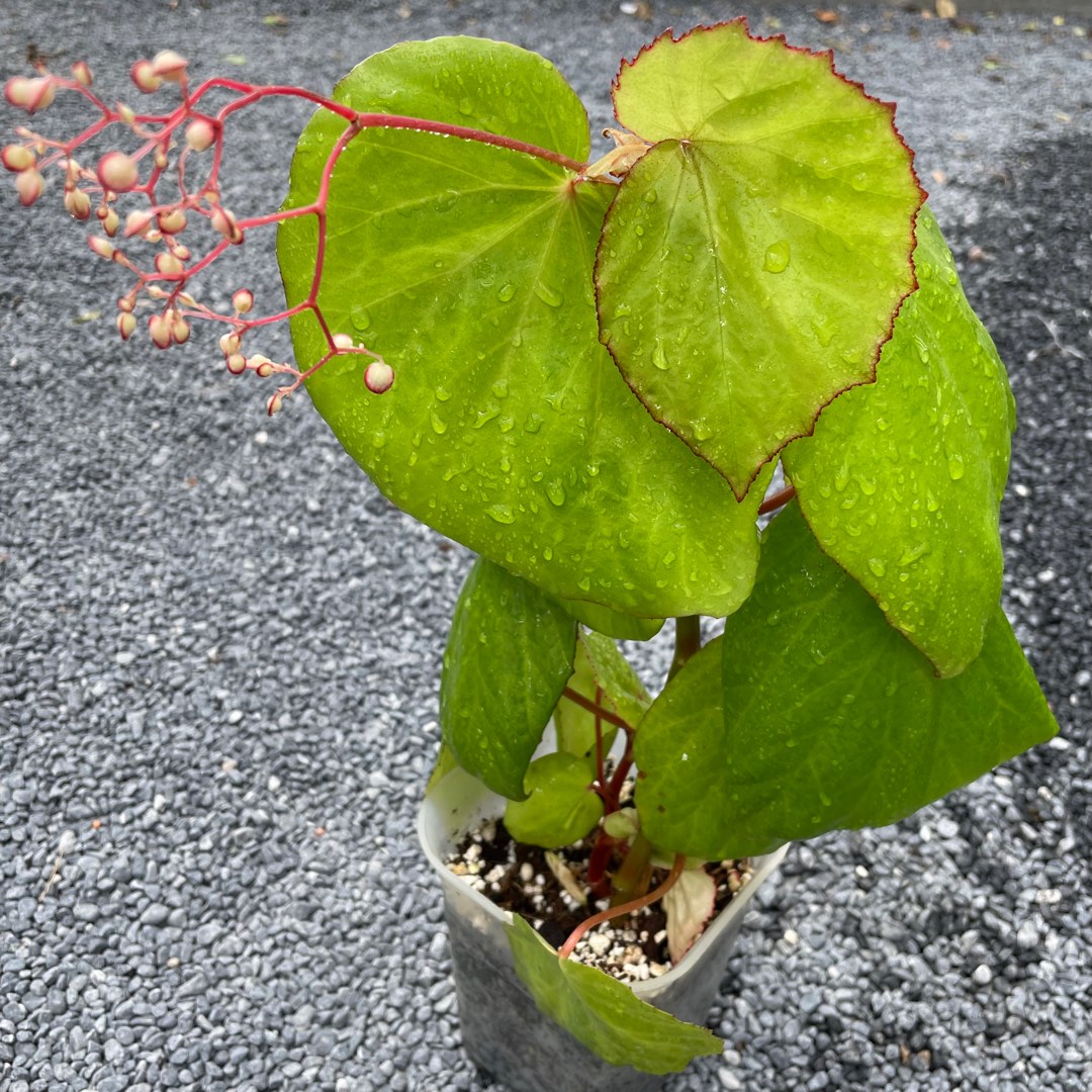 Begonia Isoptera large pot, Flowering, Furniture & Home Living ...