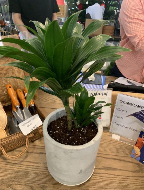 Betoni Concrete Planter Plant Pot, Furniture & Home Living, Gardening ...