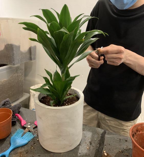 Betoni Concrete Planter Plant Pot, Furniture & Home Living, Gardening ...