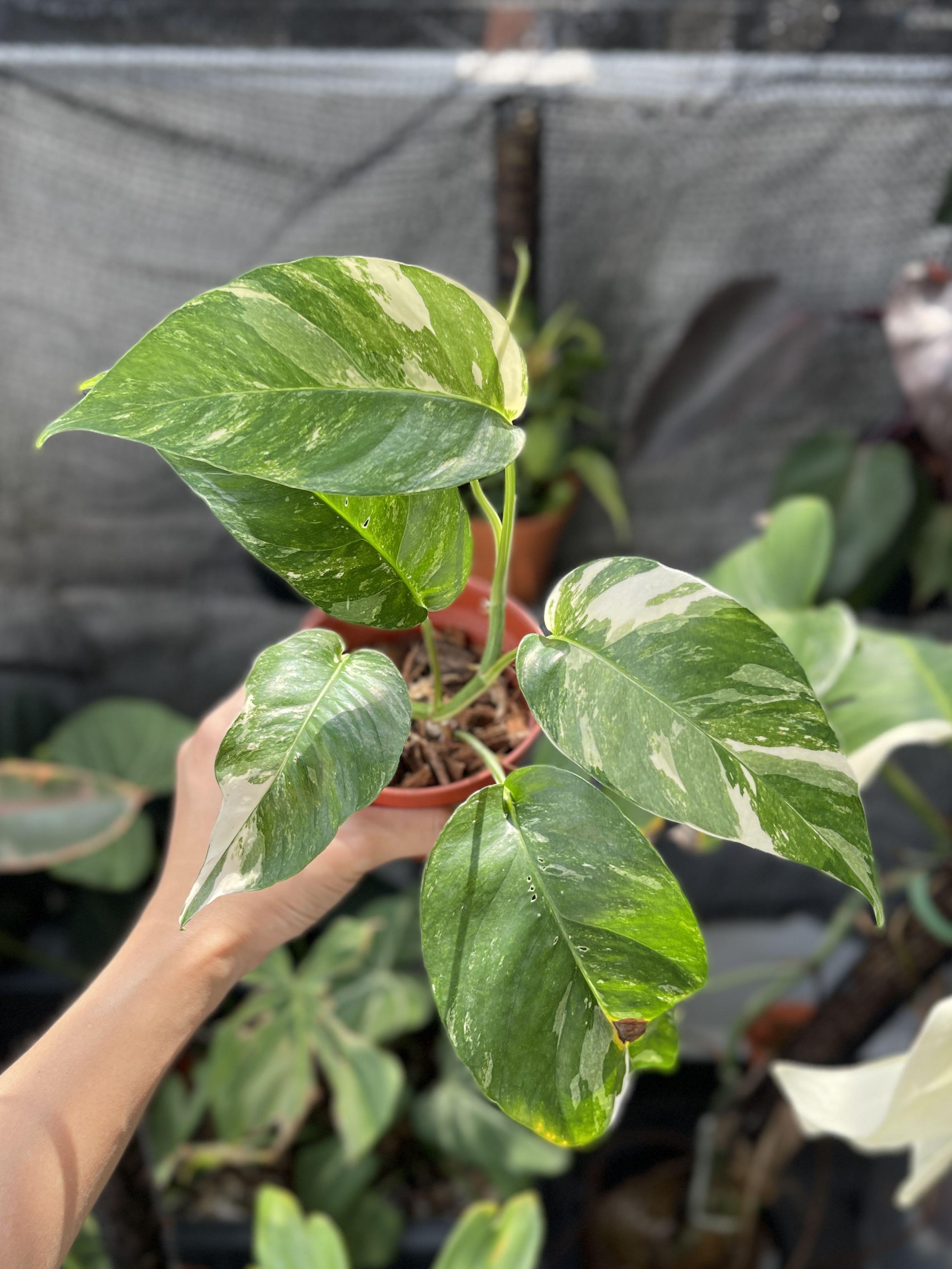 EPV epipremnum pinnatum variegata, Furniture & Home Living, Gardening ...