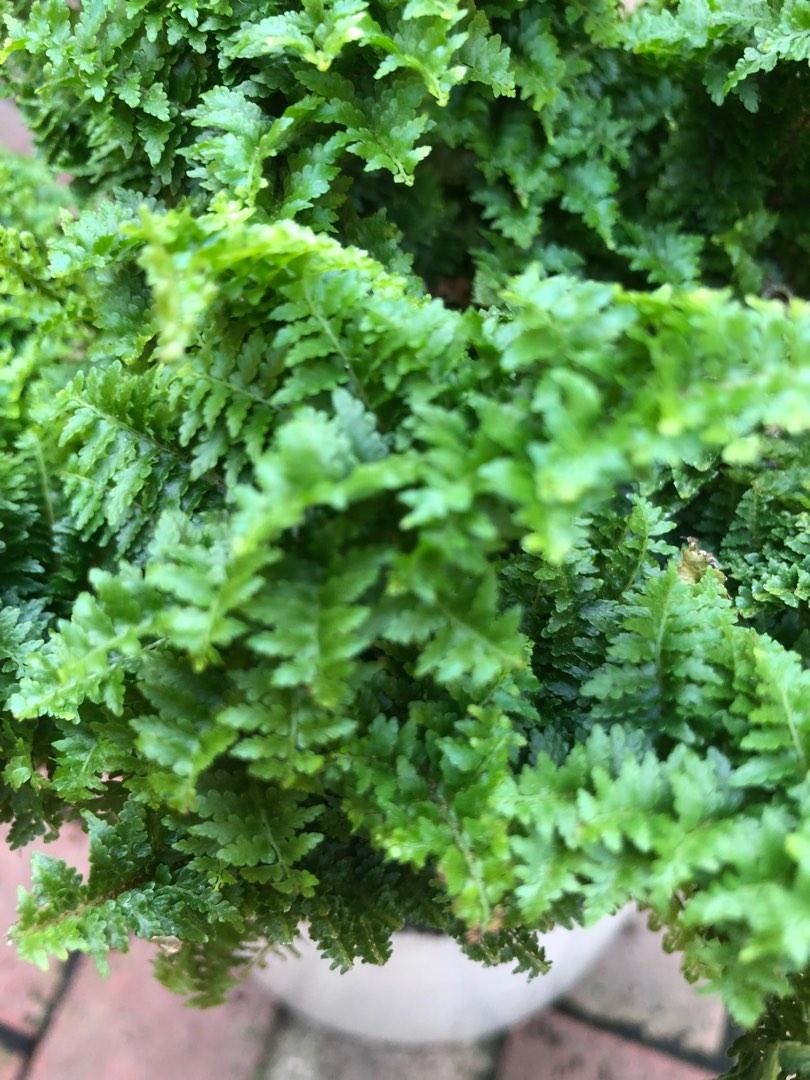NephroLepis Fluffy Ruffles Ferns, Furniture & Home Living, Gardening ...