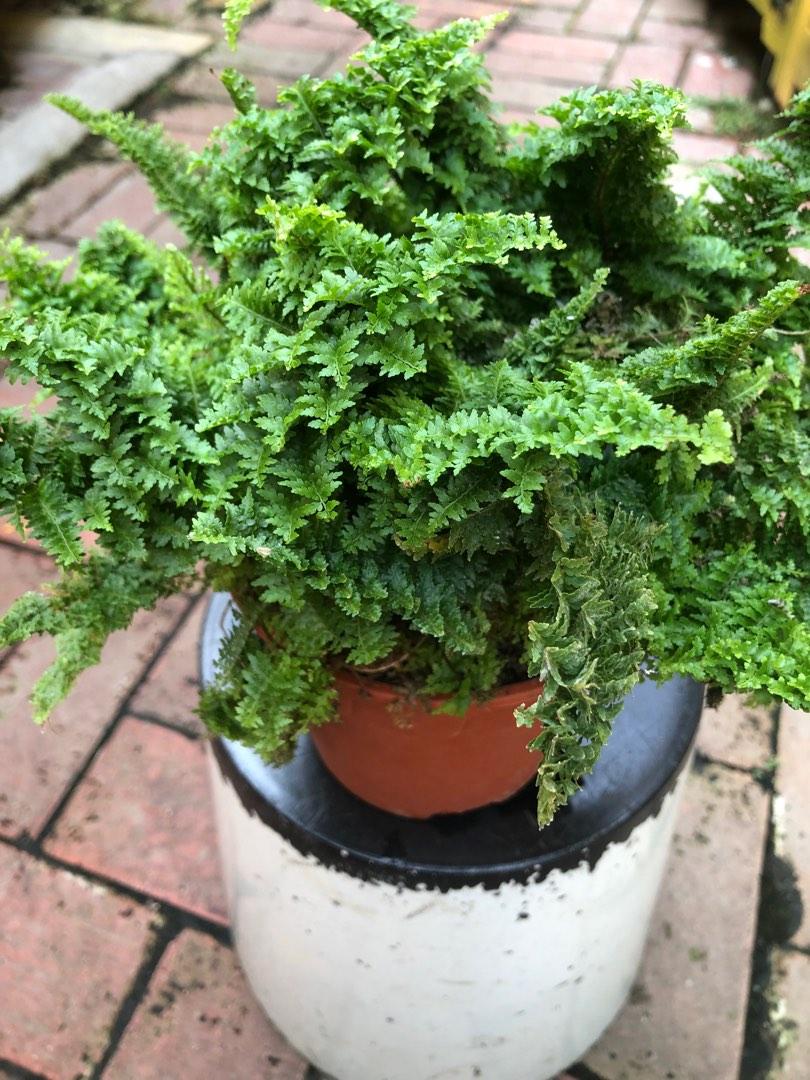 NephroLepis Fluffy Ruffles Ferns, Furniture & Home Living, Gardening ...