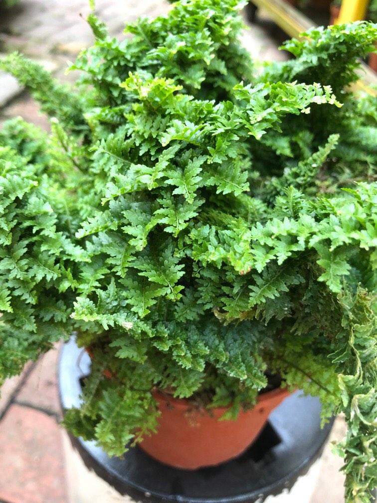 NephroLepis Fluffy Ruffles Ferns, Furniture & Home Living, Gardening ...