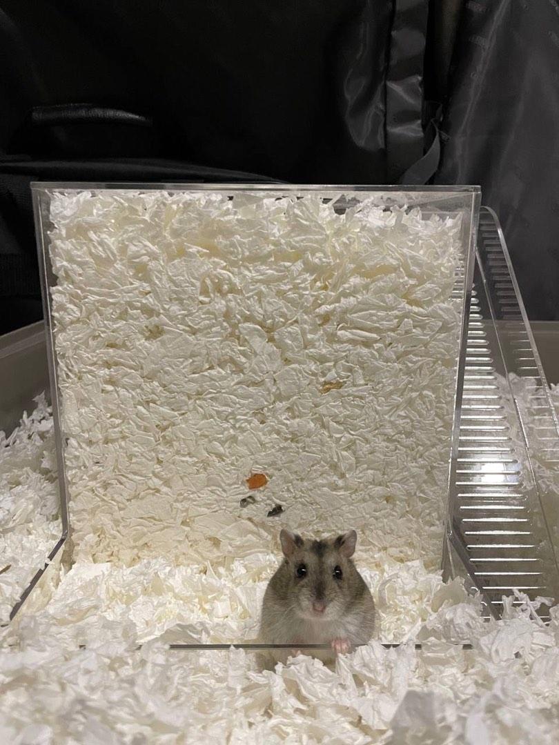 Hamster Burrow Box, Pet Supplies, Homes & Other Pet Accessories on ...