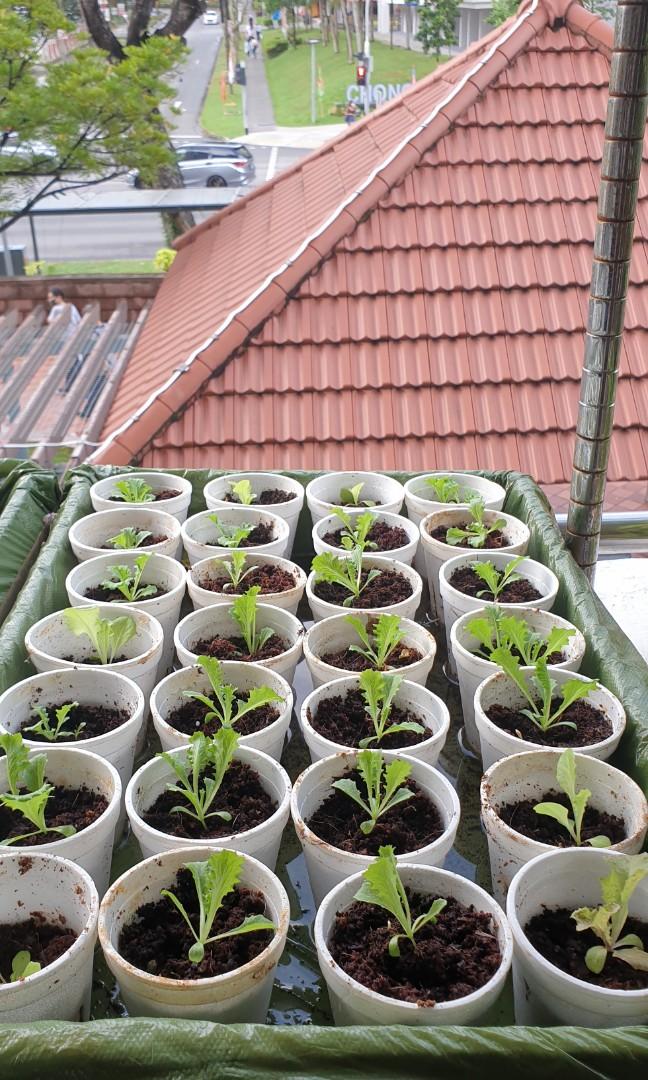 Lalique ( Crystal Lettuce ), Furniture & Home Living, Gardening, Plants ...