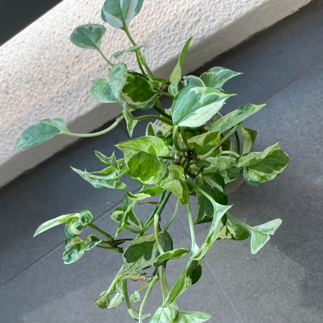 TAKE ALL 15 pcs Live Pothos Cuttings with Roots - Golden Satin Neon ...
