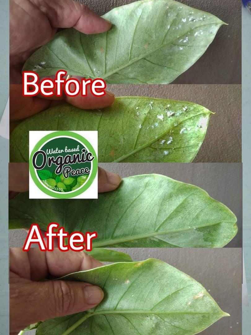 ORGANIC RIDSPRAY / WATERBASED INSECTICIDE / ODOURLESS / COCKROACH ...