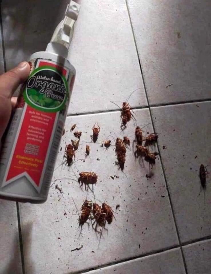 ORGANIC RIDSPRAY / WATERBASED INSECTICIDE / ODOURLESS / COCKROACH ...