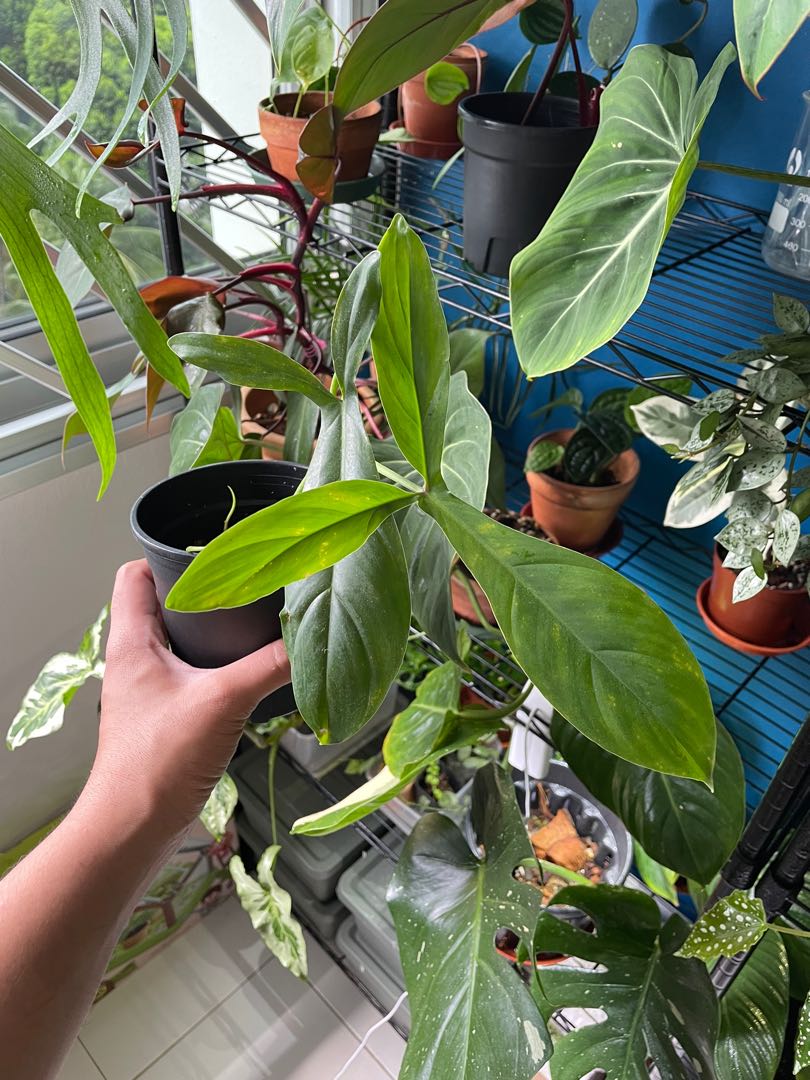 Philodendron 69686 Pot 2A, Furniture & Home Living, Gardening, Plants ...