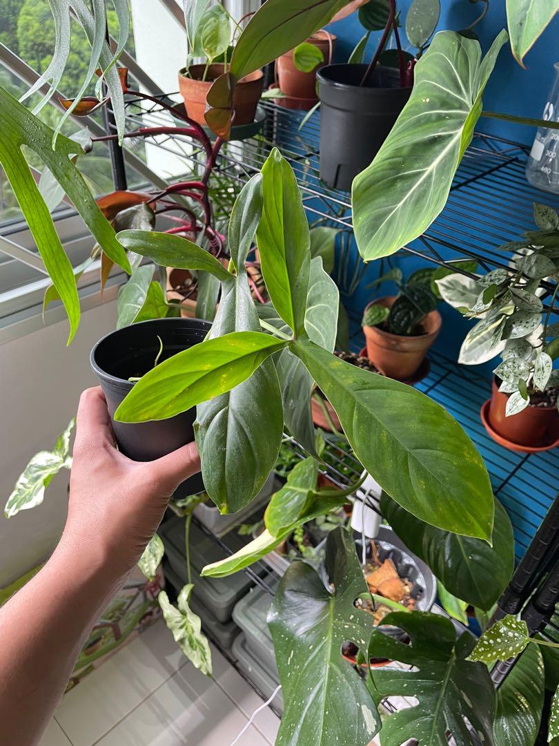 Philodendron 69686 Pot 2A, Furniture & Home Living, Gardening, Plants ...