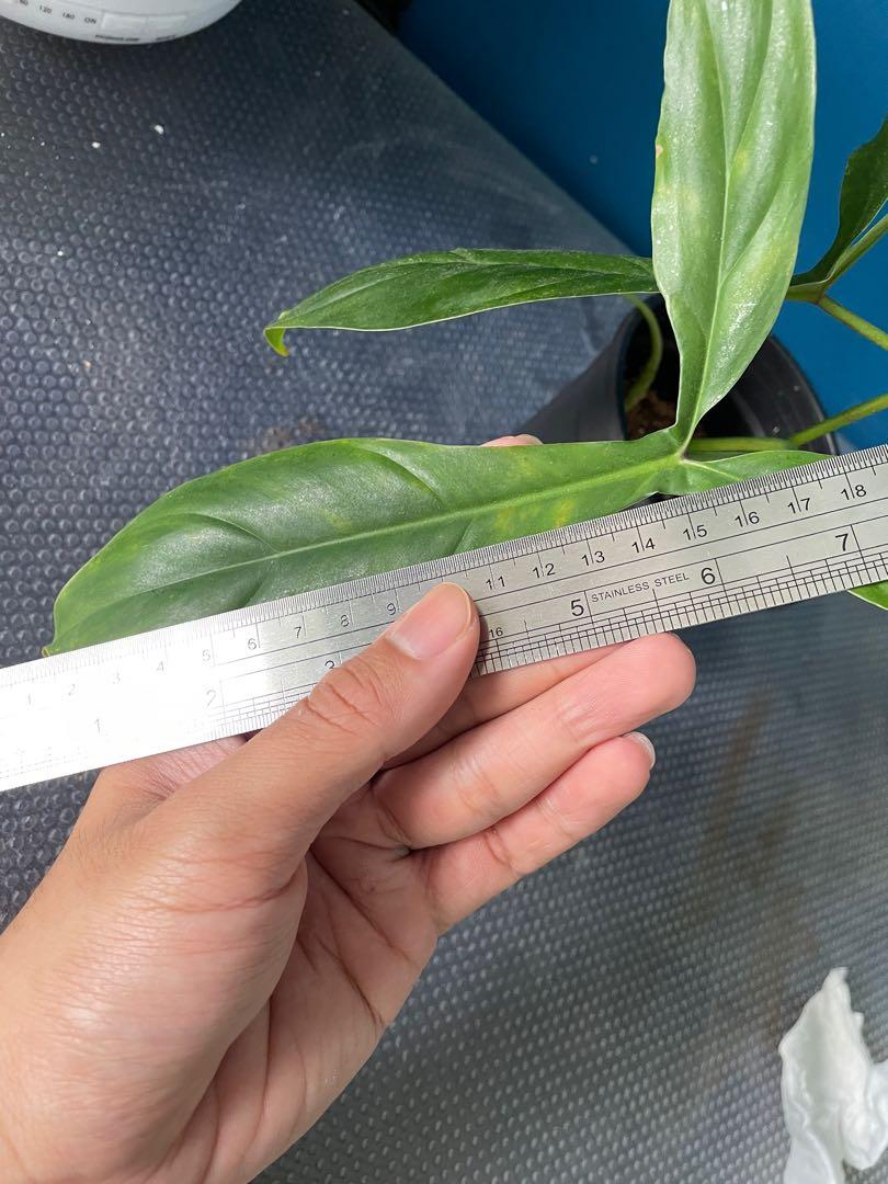 Philodendron 69686 Pot 2A, Furniture & Home Living, Gardening, Plants ...