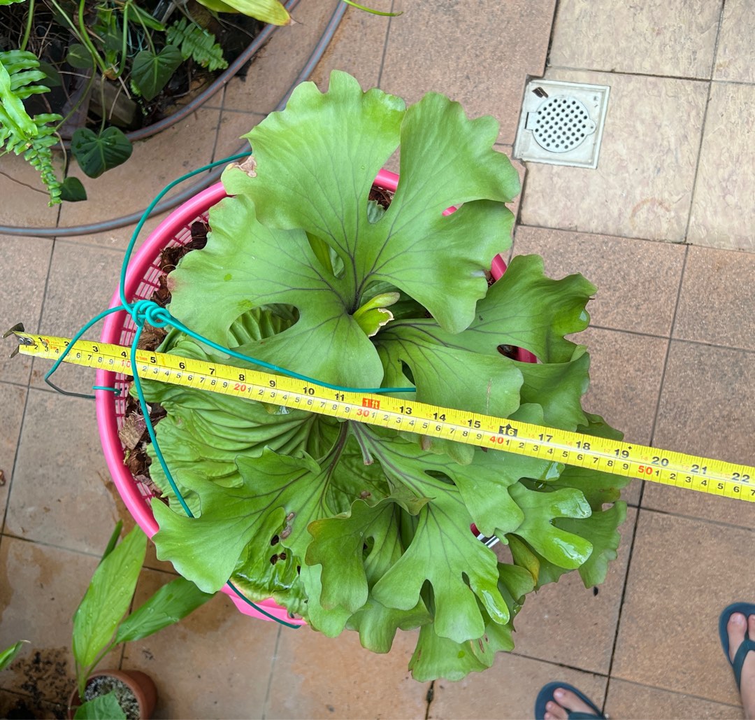 Platycerium Ridleyi Swirl | Staghorn fern, Furniture & Home Living ...