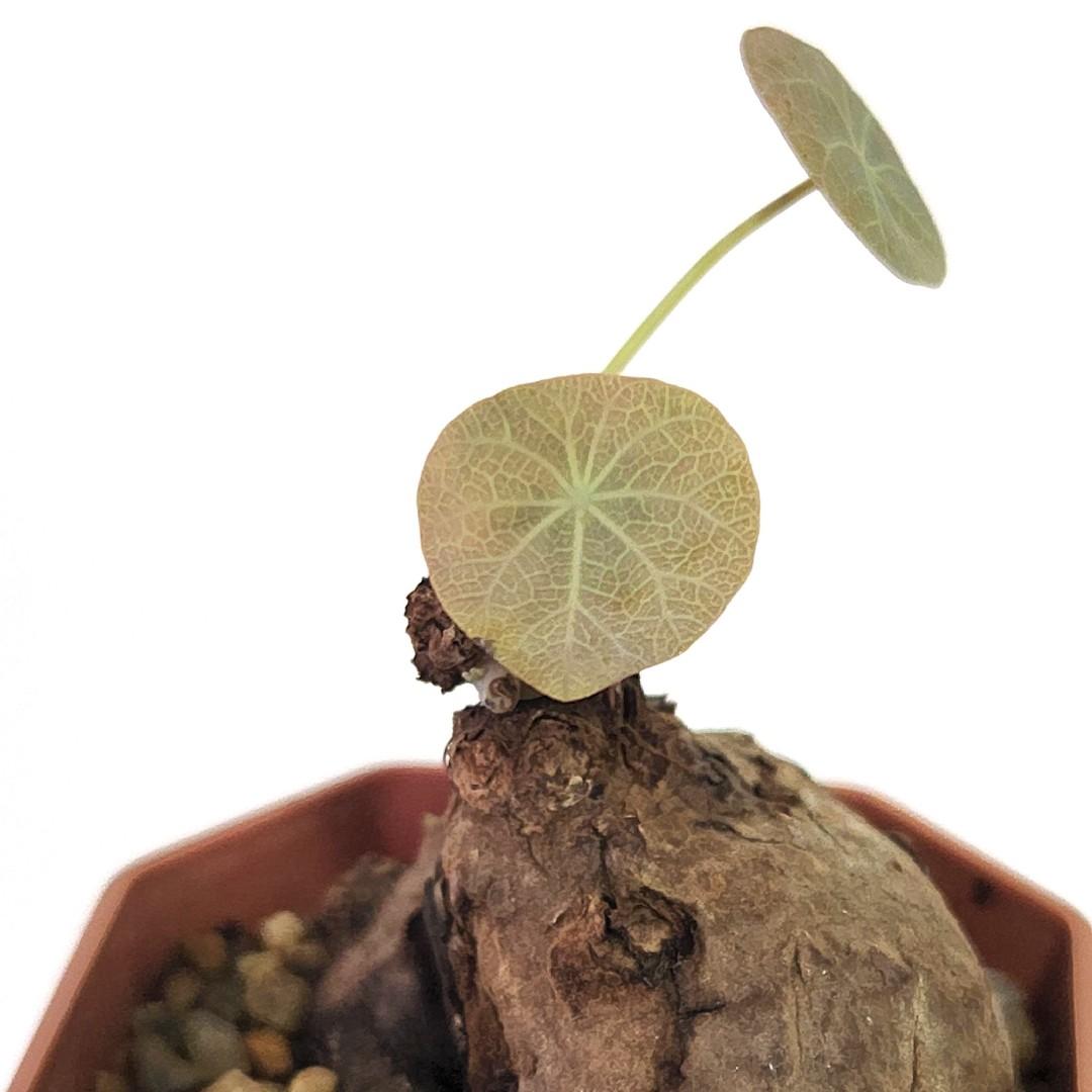 Stephania Kaweesakii (fk. Sp. Nova), Furniture & Home Living, Gardening ...