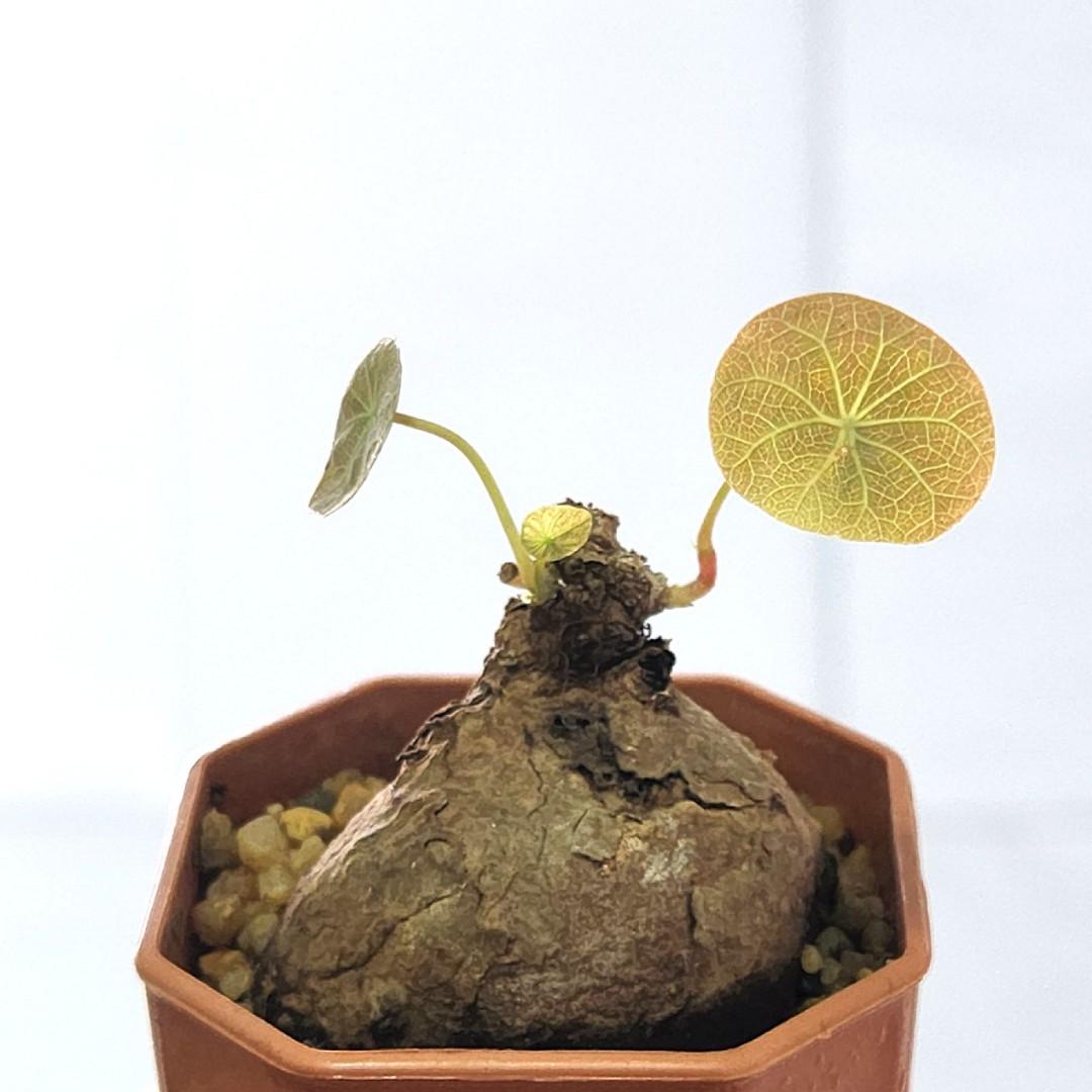 Stephania Kaweesakii (fk. Sp. Nova), Furniture & Home Living, Gardening ...