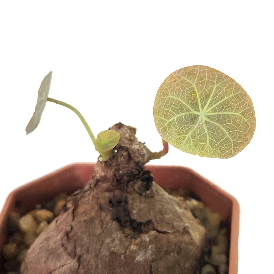 Stephania Kaweesakii (fk. Sp. Nova), Furniture & Home Living, Gardening ...