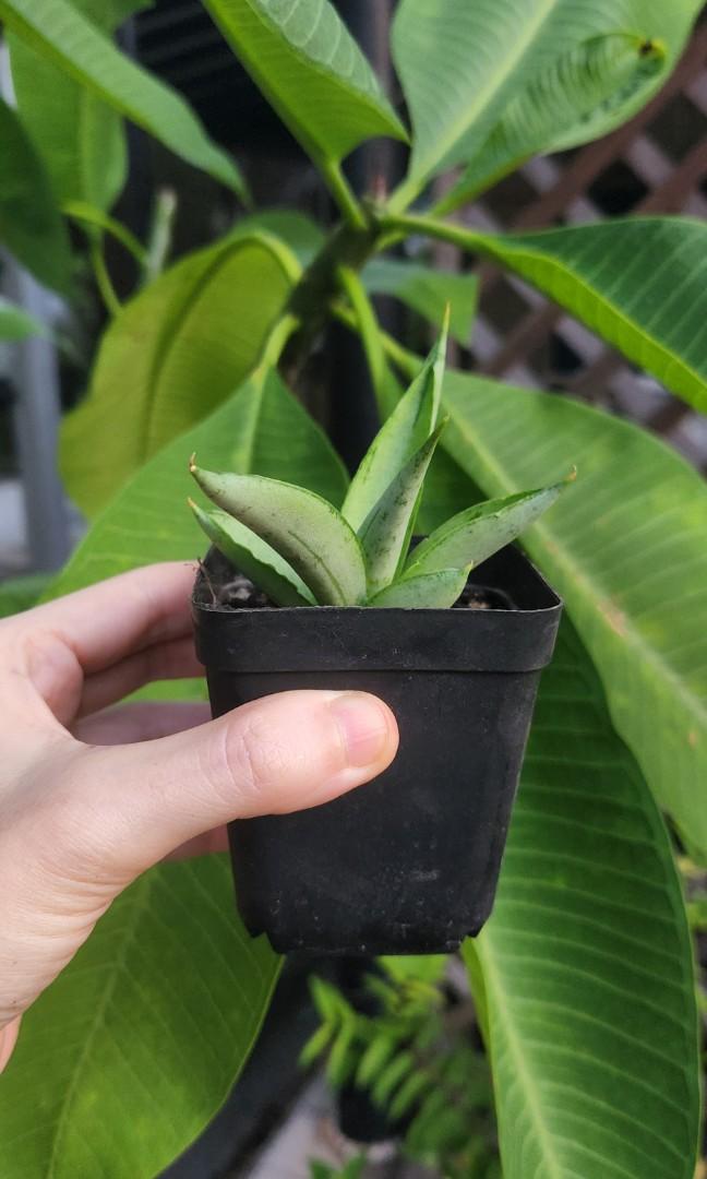 Variegated Sanseveria boncel (different sizes), Furniture & Home Living ...