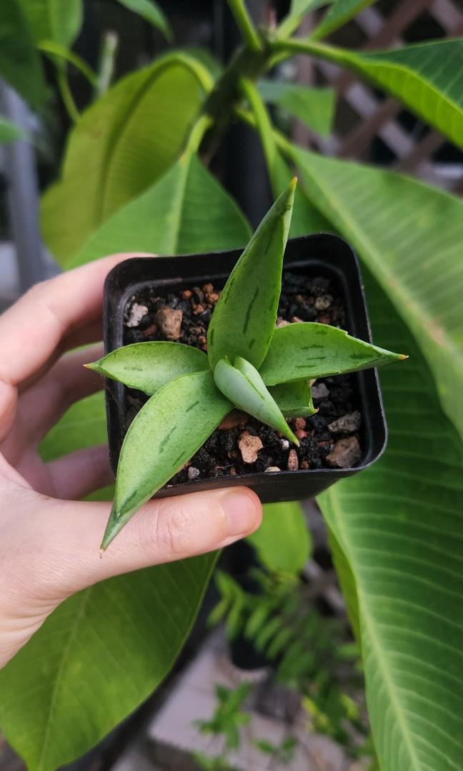 Variegated Sanseveria boncel (different sizes), Furniture & Home Living ...