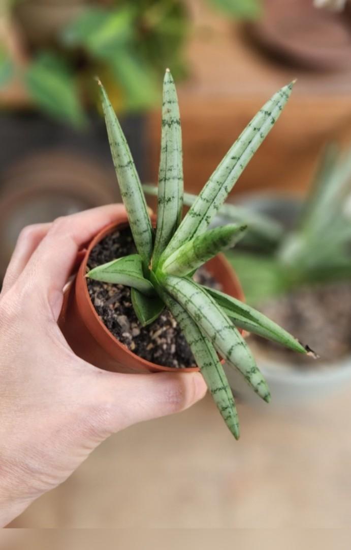 Variegated Sanseveria boncel (different sizes), Furniture & Home Living ...