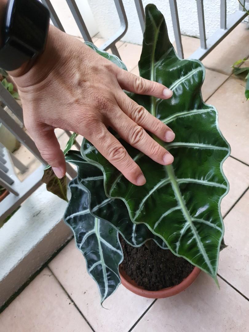 Alocasia Amazonica, Furniture & Home Living, Gardening, Plants & Seeds ...