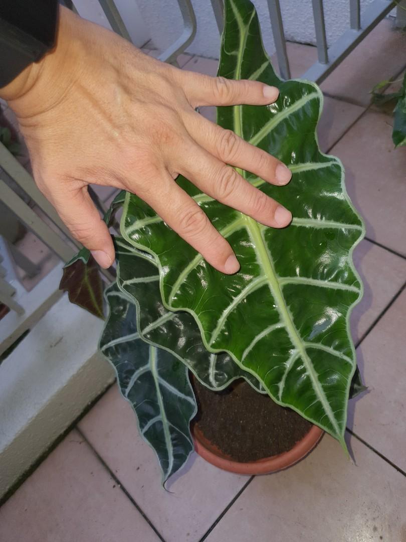 Alocasia Amazonica, Furniture & Home Living, Gardening, Plants & Seeds ...