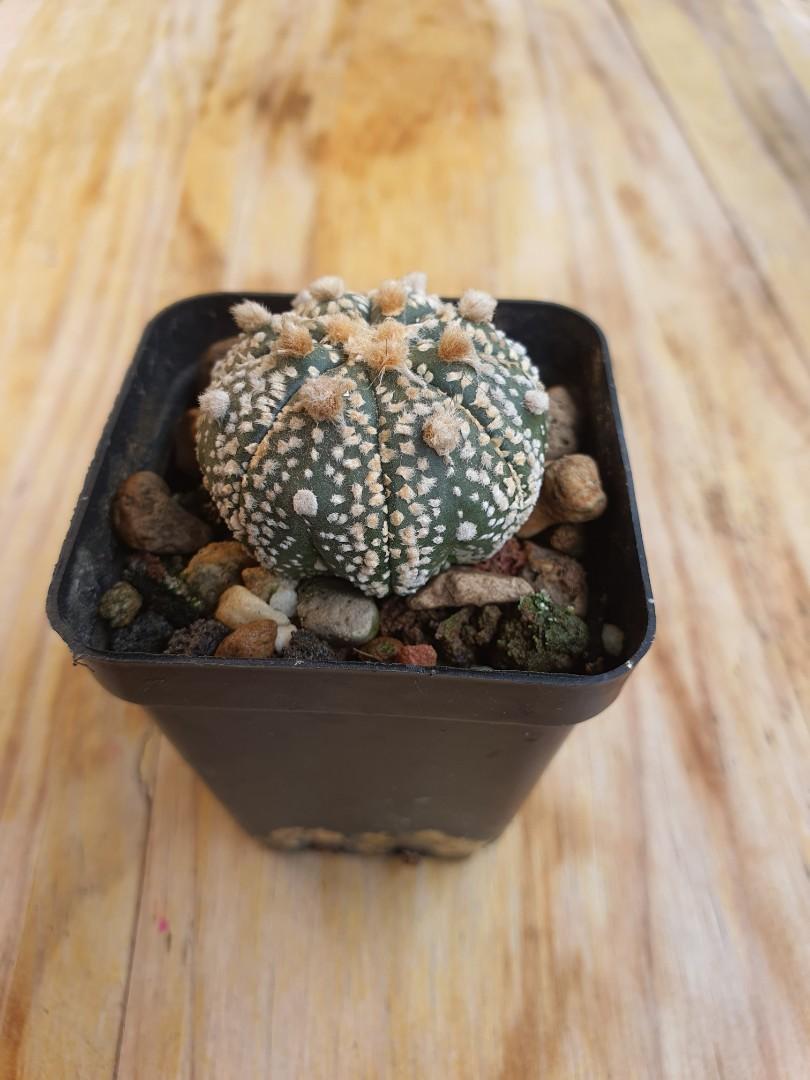 Astro cactus, Furniture & Home Living, Gardening, Plants & Seeds on ...