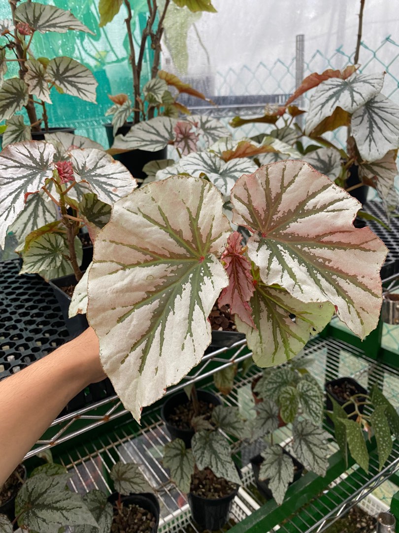 Begonia Looking Glass, Furniture & Home Living, Gardening, Plants ...