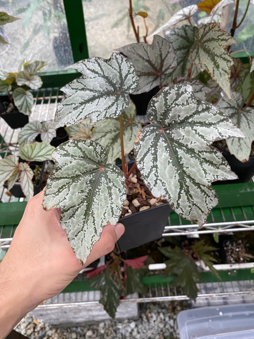 Begonia Silver Angel Wings, Furniture & Home Living, Gardening, Plants ...