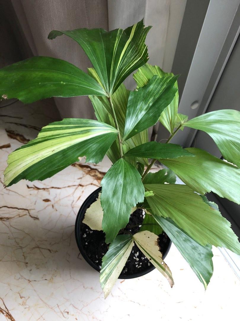 Caryota Mitis Variegated (Fishtail Palm), Furniture & Home Living ...