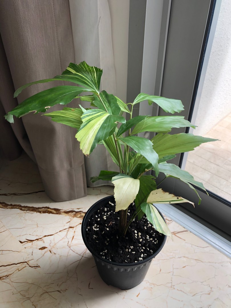 Caryota Mitis Variegated (Fishtail Palm), Furniture & Home Living ...