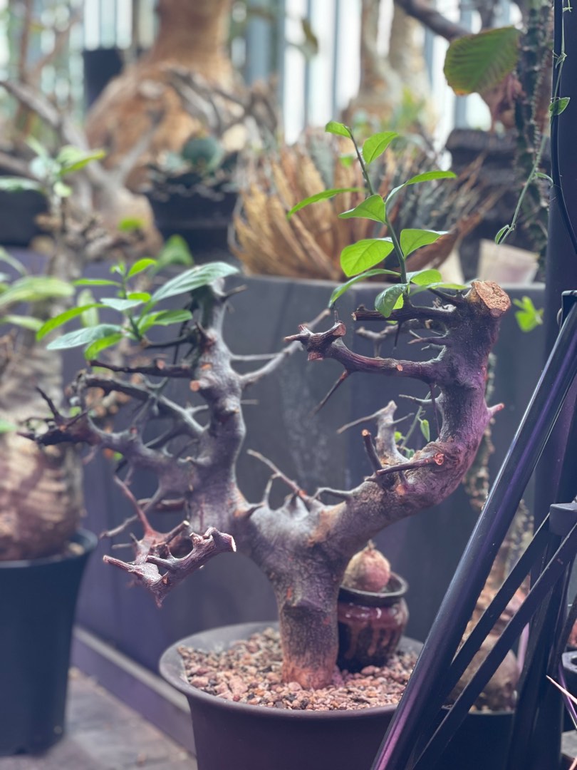 Commiphora rostrata, Furniture & Home Living, Gardening, Plants & Seeds ...