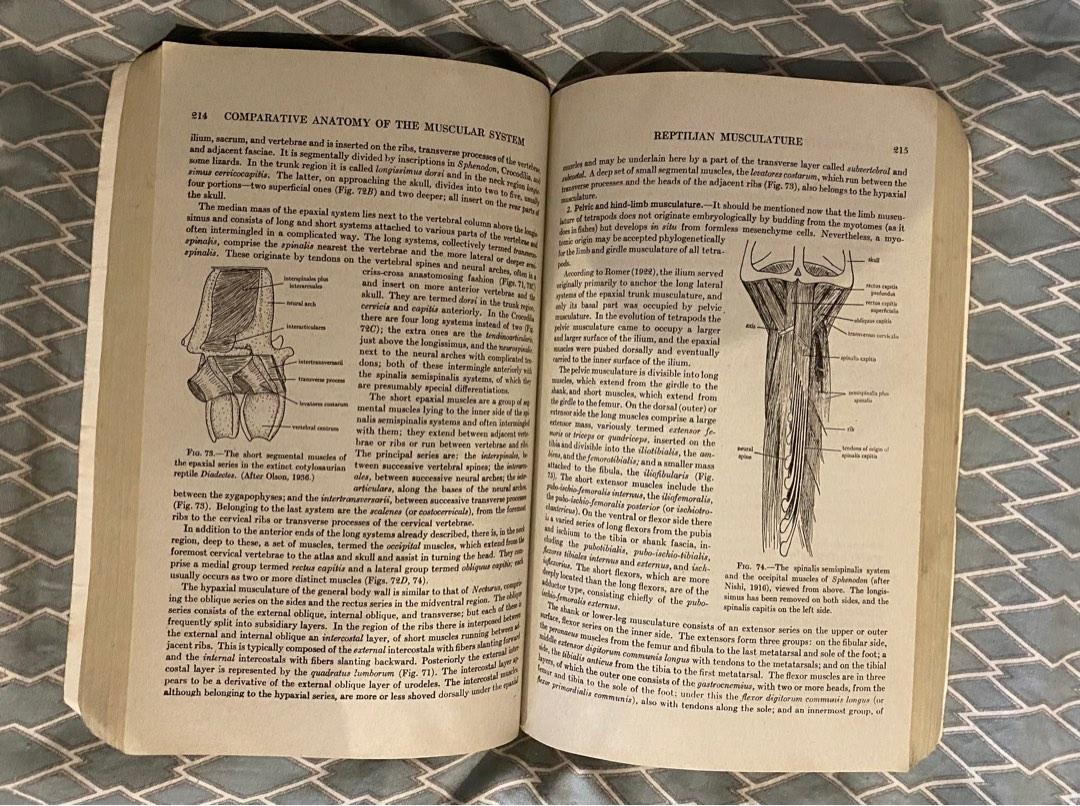Comparative Vertebrate Anatomy by Libbie Henrietta Hyman, Hobbies ...
