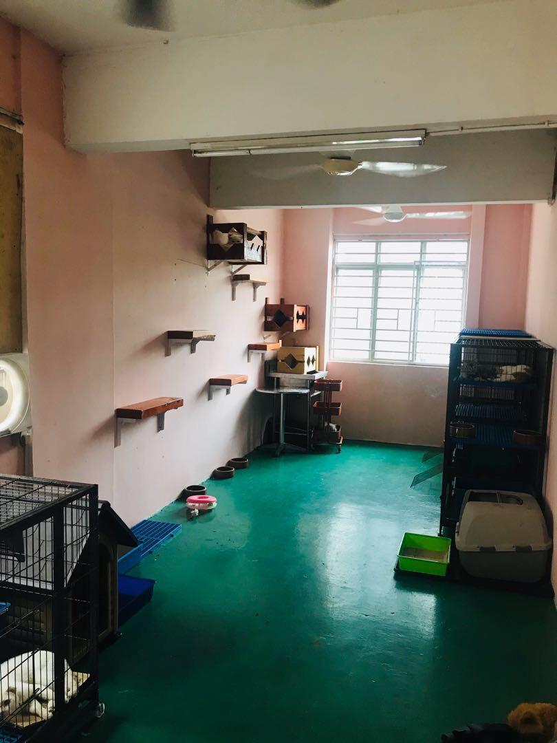 HOTEL KUCING, Pet Supplies, Homes & Other Pet Accessories on Carousell