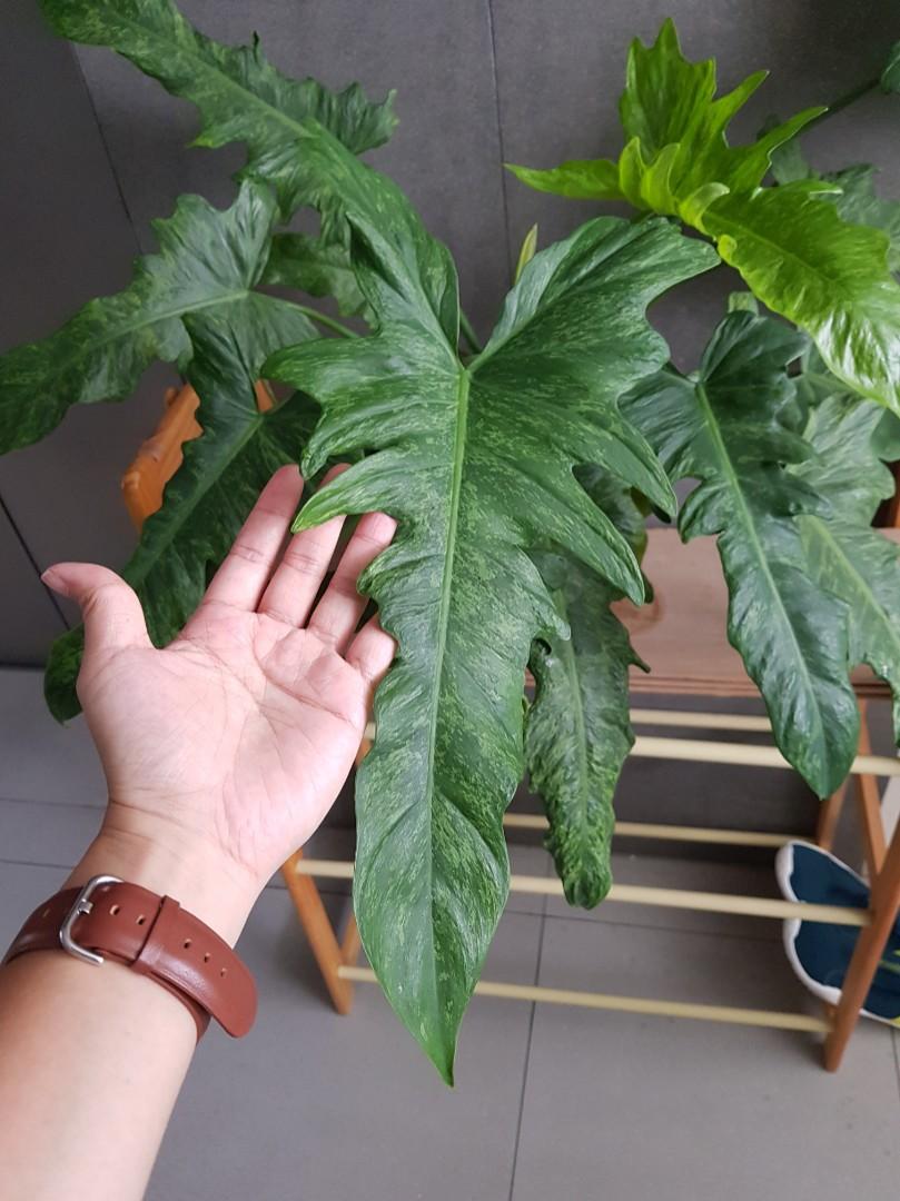 Large golden dragon philodendron superb variegated leaves, Furniture ...
