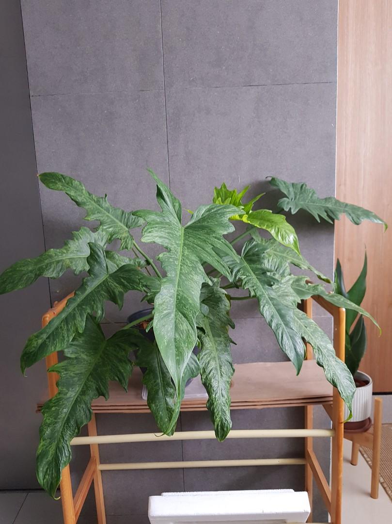 Large golden dragon philodendron superb variegated leaves, Furniture ...