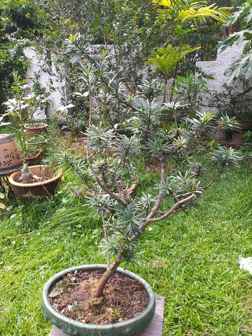 Lou han song plant, Furniture & Home Living, Gardening, Plants & Seeds ...