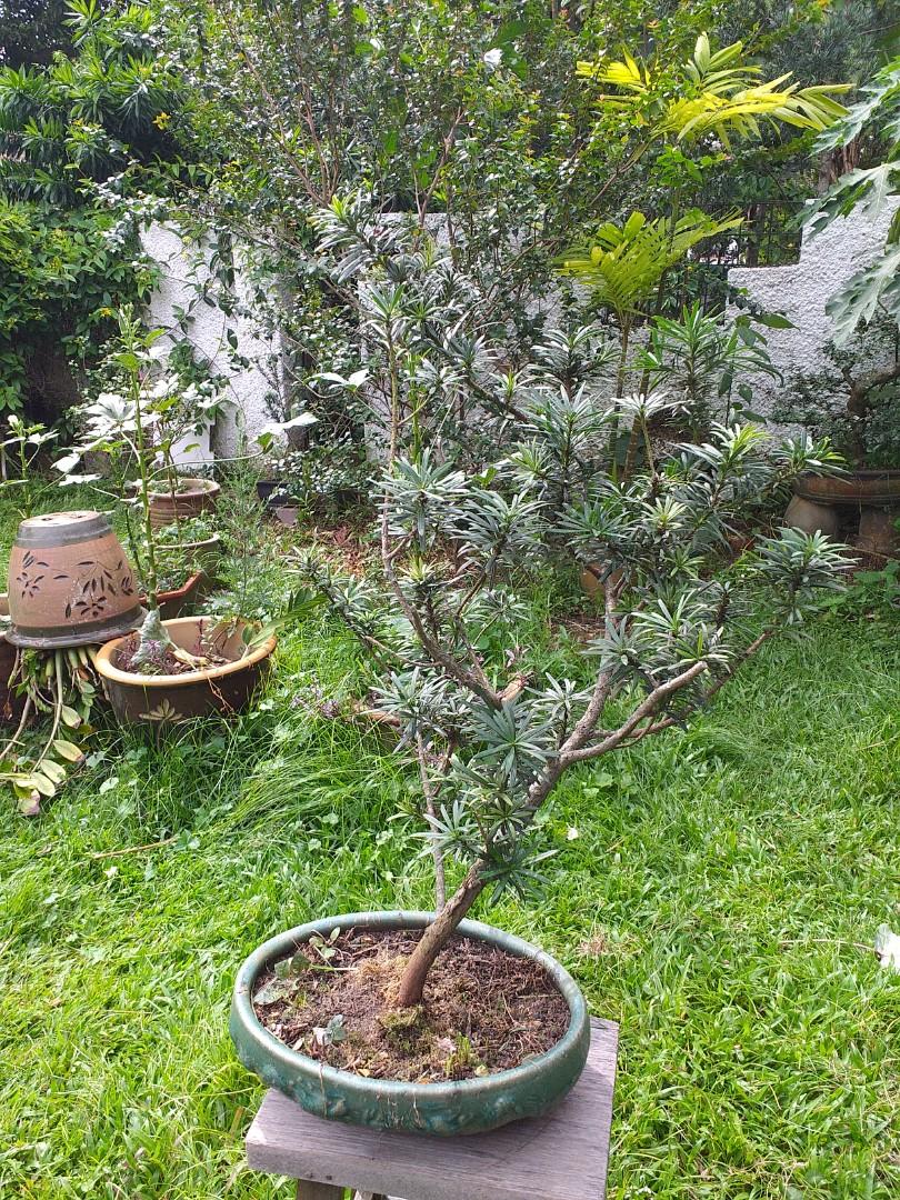 Lou han song plant, Furniture & Home Living, Gardening, Plants & Seeds ...