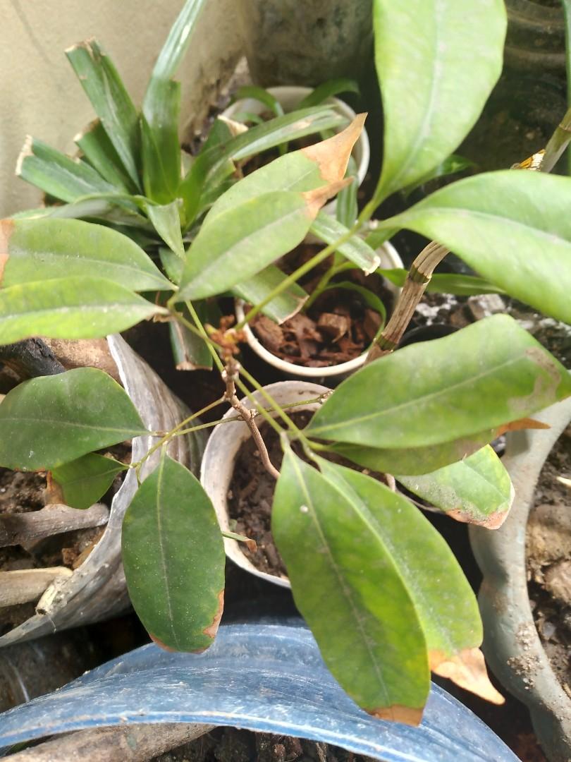 Lychee seedling, Furniture & Home Living, Gardening, Plants & Seeds on ...