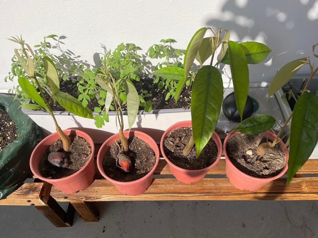 Mao San Wang plants Durian, Furniture & Home Living, Gardening, Plants ...