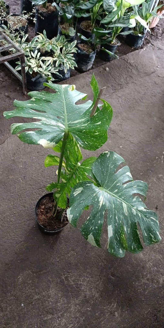 Monstera Thai Cons, Furniture & Home Living, Gardening, Plants & Seeds ...